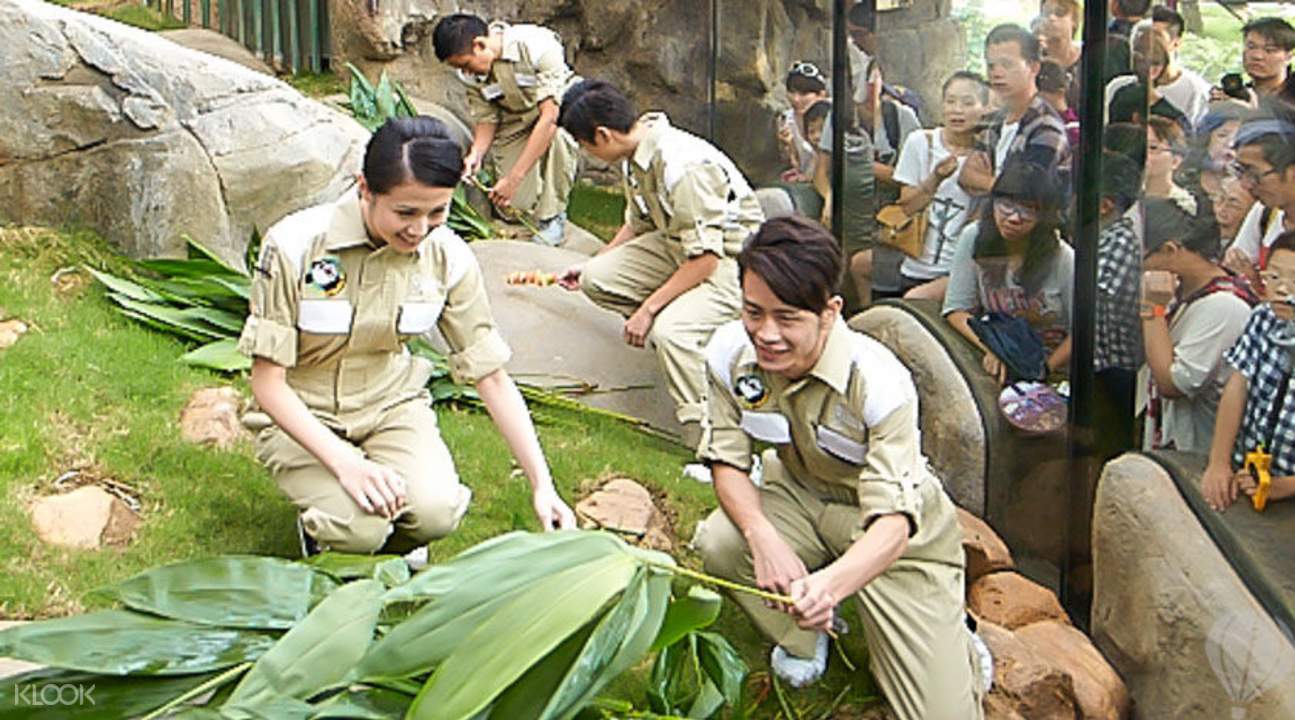 Ocean Park Panda Keeper - Klook