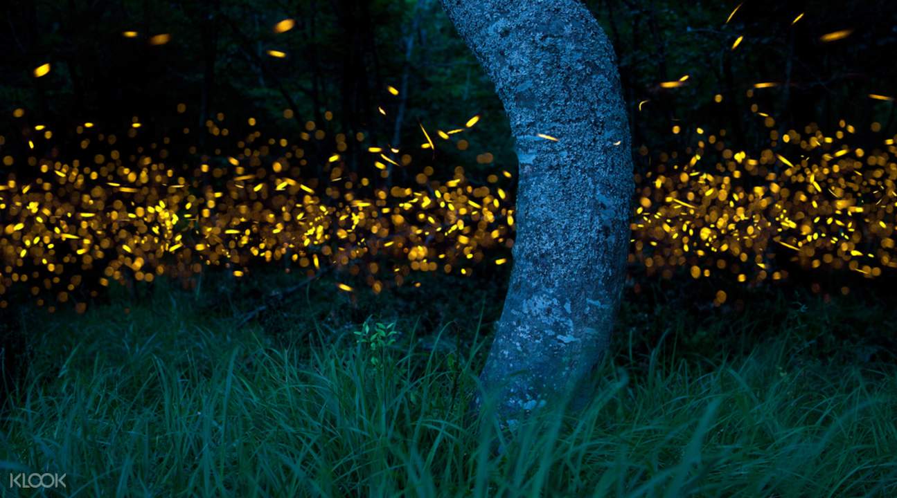 Kawa Kawa Fireflies Sunset Cruise