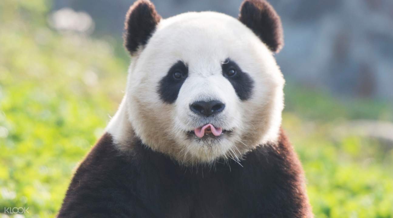 Everland Korea Theme Park Tickets (One Day Pass) - Klook