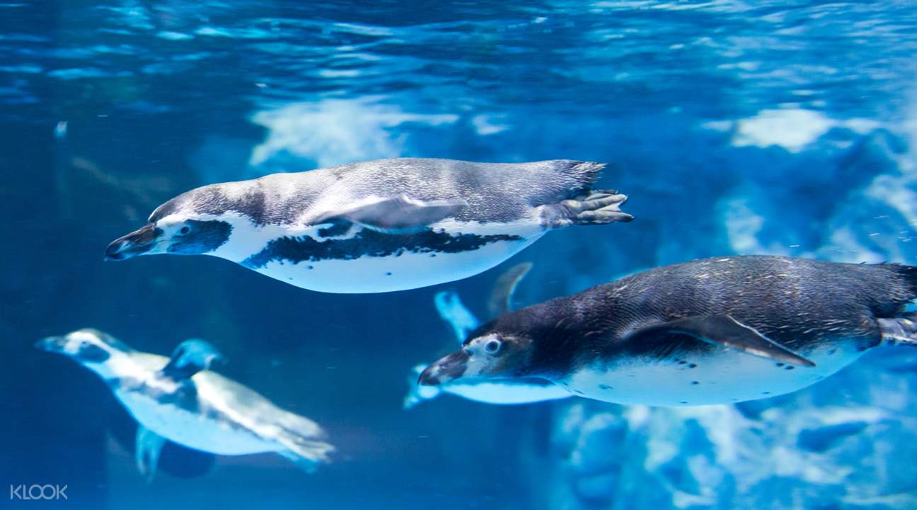 Buy Lotte World Seoul Theme Park 1 Day Pass Online