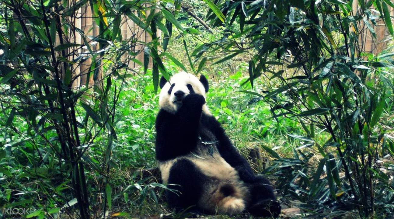 Giant Panda Breeding Research Base Ticket Chengdu, China