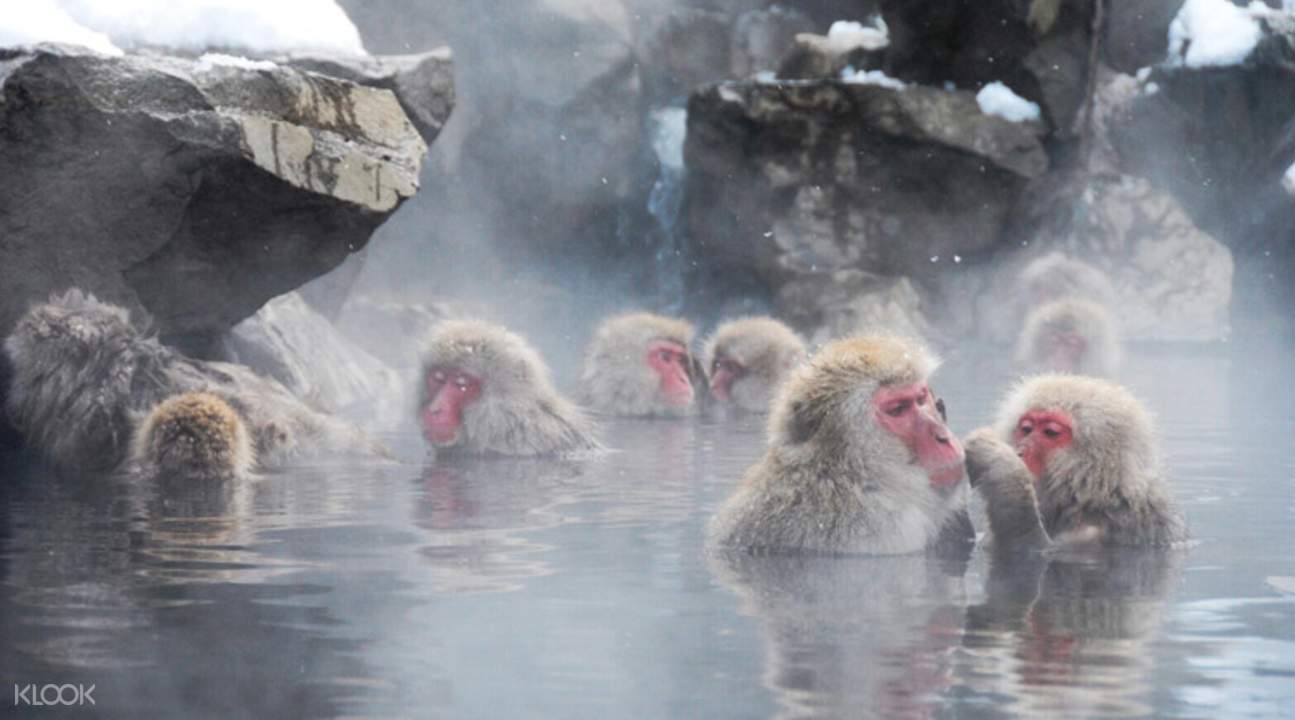 [SALE] Jigokudani Onsen Snow Monkey Adventure - Ticket KD