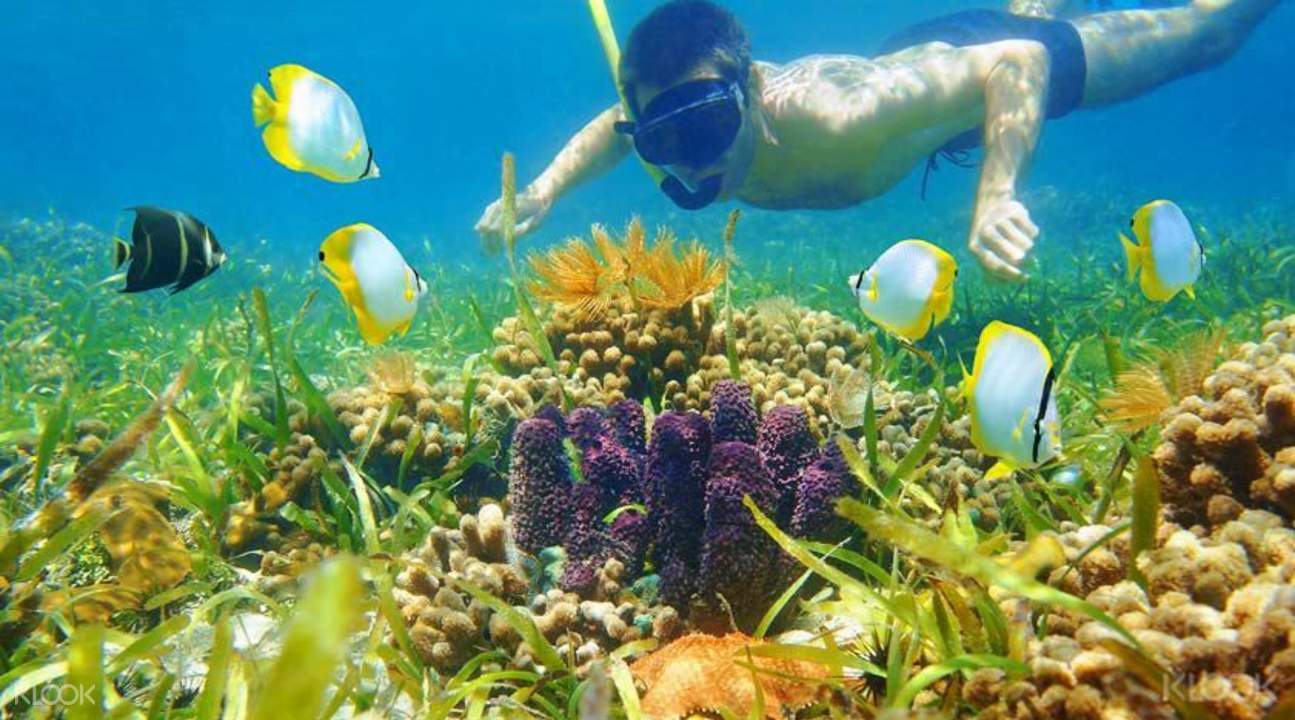 [SALE] Snorkeling Adventure in Nago City - Ticket KD