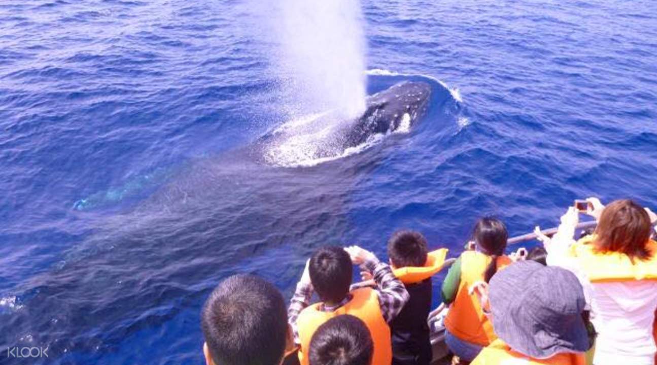 【冬季限定行程】沖繩出海賞鯨 Klook客路 香港