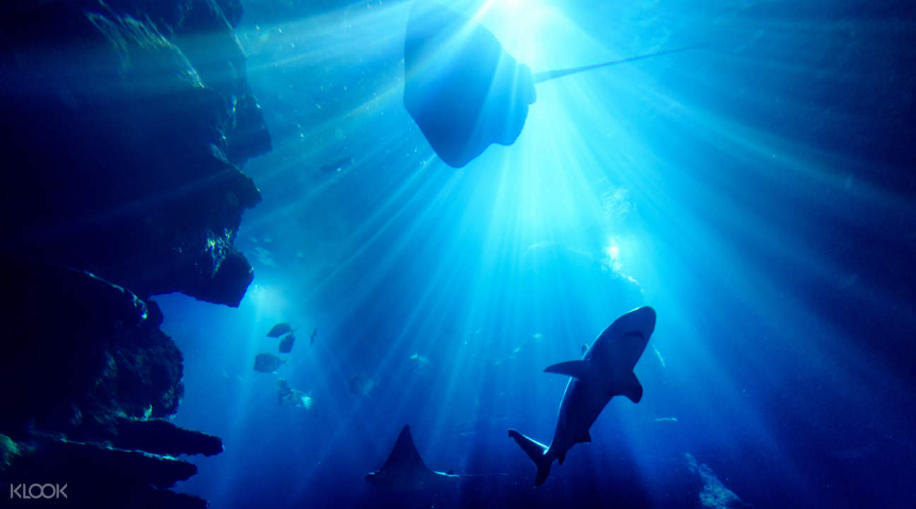 Sea Life London Aquarium Tickets - Klook