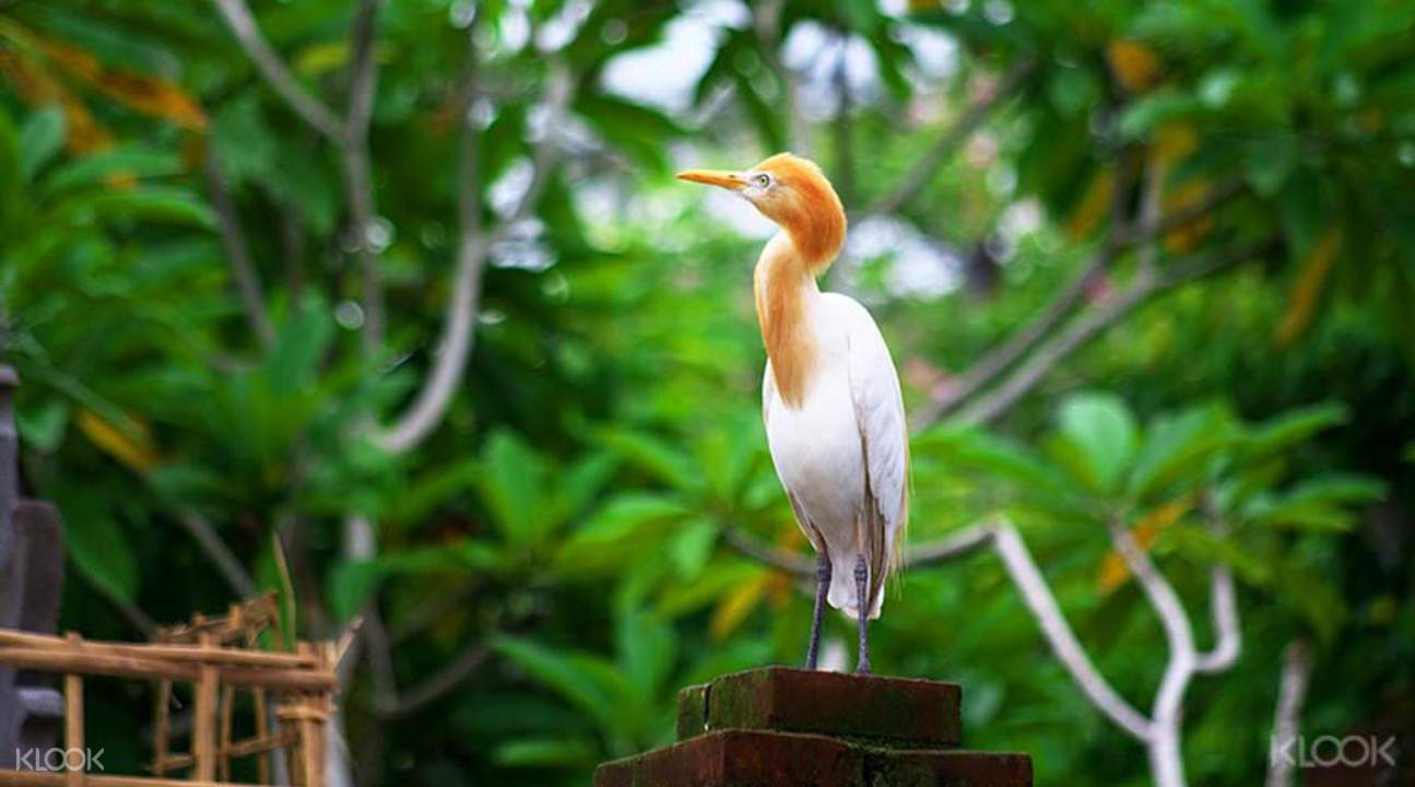 Bali Bird Park - Klook