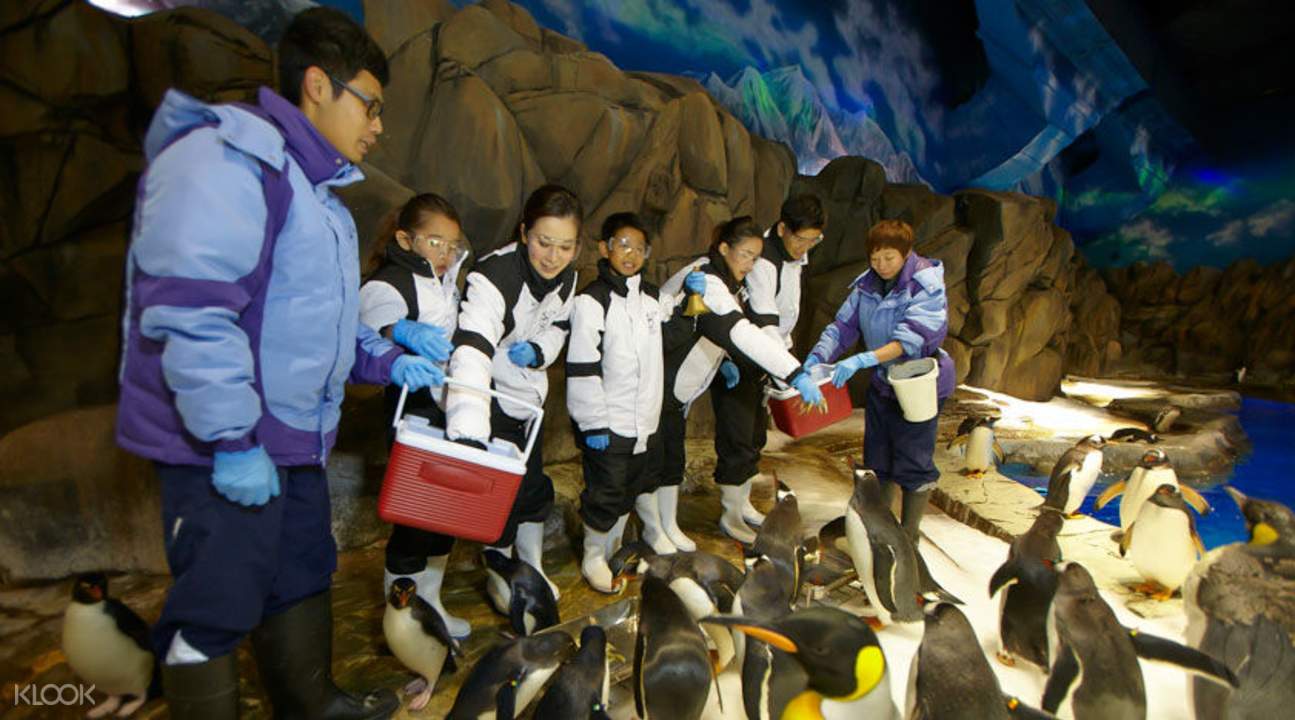 [SALE] Experience a Close Encounter with Penguins at Ocean Park - Ticket KD