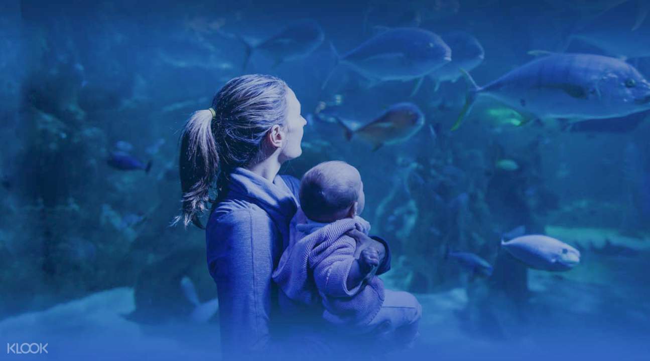 Sydney Sea Life Aquarium Discount Entry - Klook