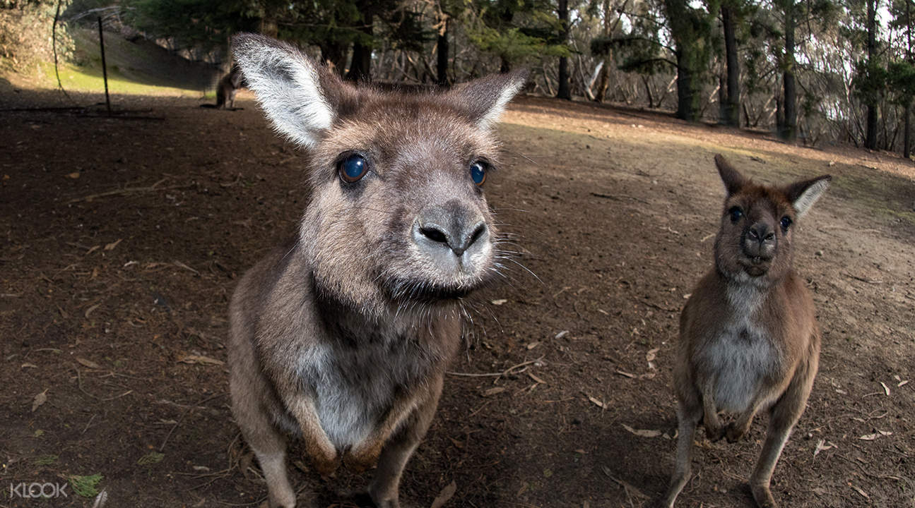 [SALE] Kangaroo Island Tour with Mandarin Guide - Ticket KD