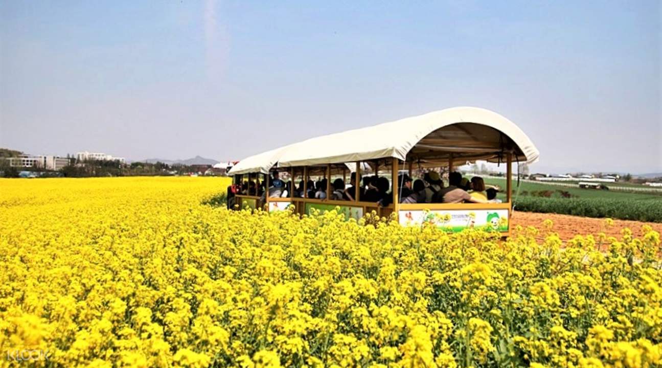 Anseong Inchegol Village and Anseong Farmland Day Trip from Seoul ...