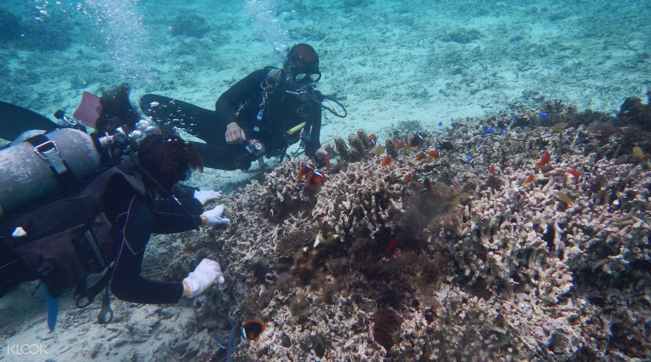 Book Scuba And Snorkel At The Onna Village Blue Cave Online