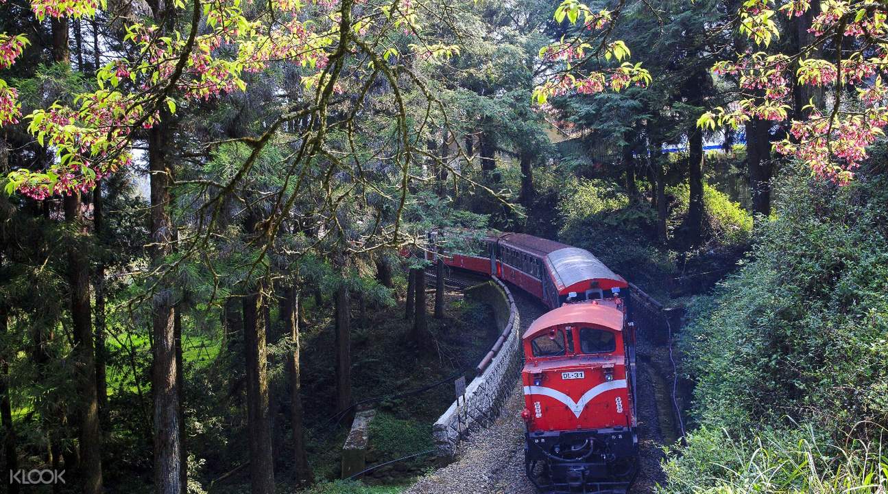 [SALE] Explore the Wonders of Alishan Mountain - Ticket KD