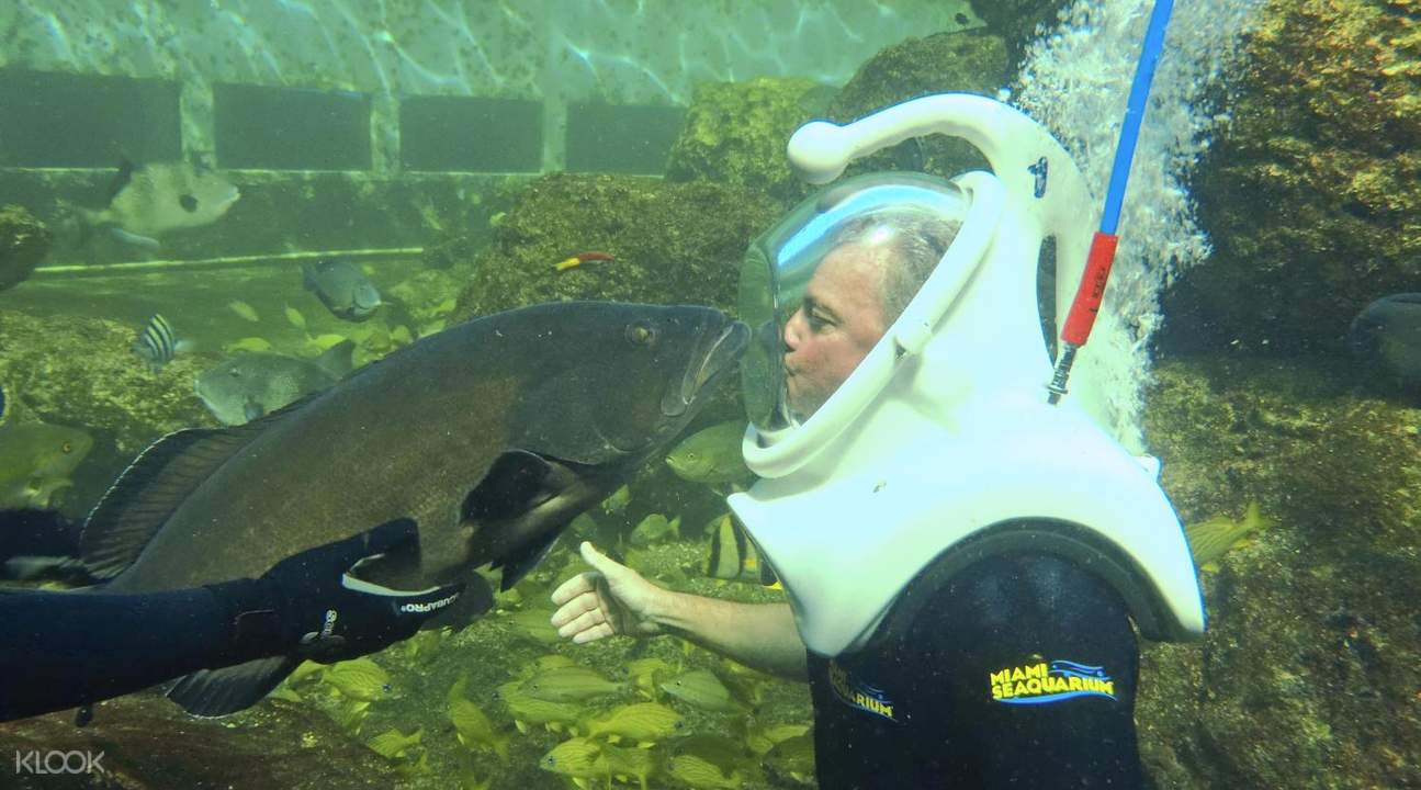 [SALE] Explore Miami Seaquarium: Tickets and Attractions - Ticket KD