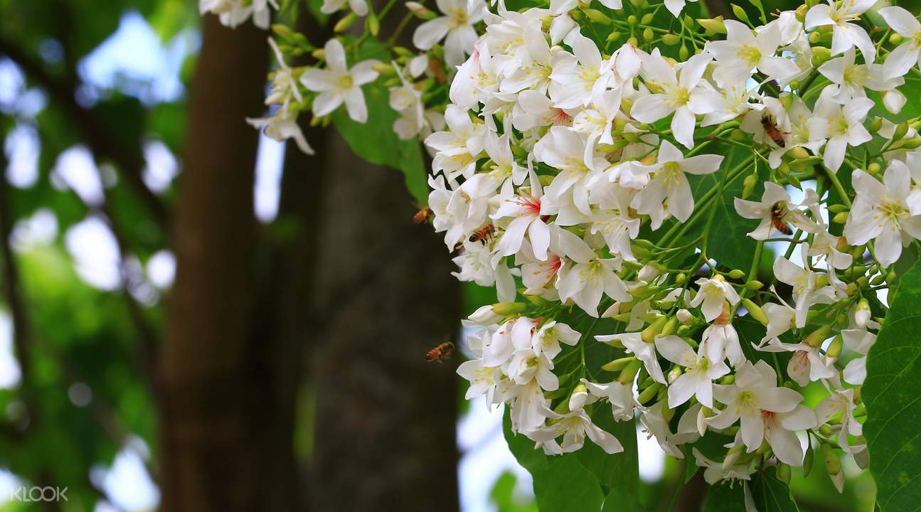 [SALE] Explore Miaoli's Tung Blossoms on a Scenic Day Trip - Ticket KD