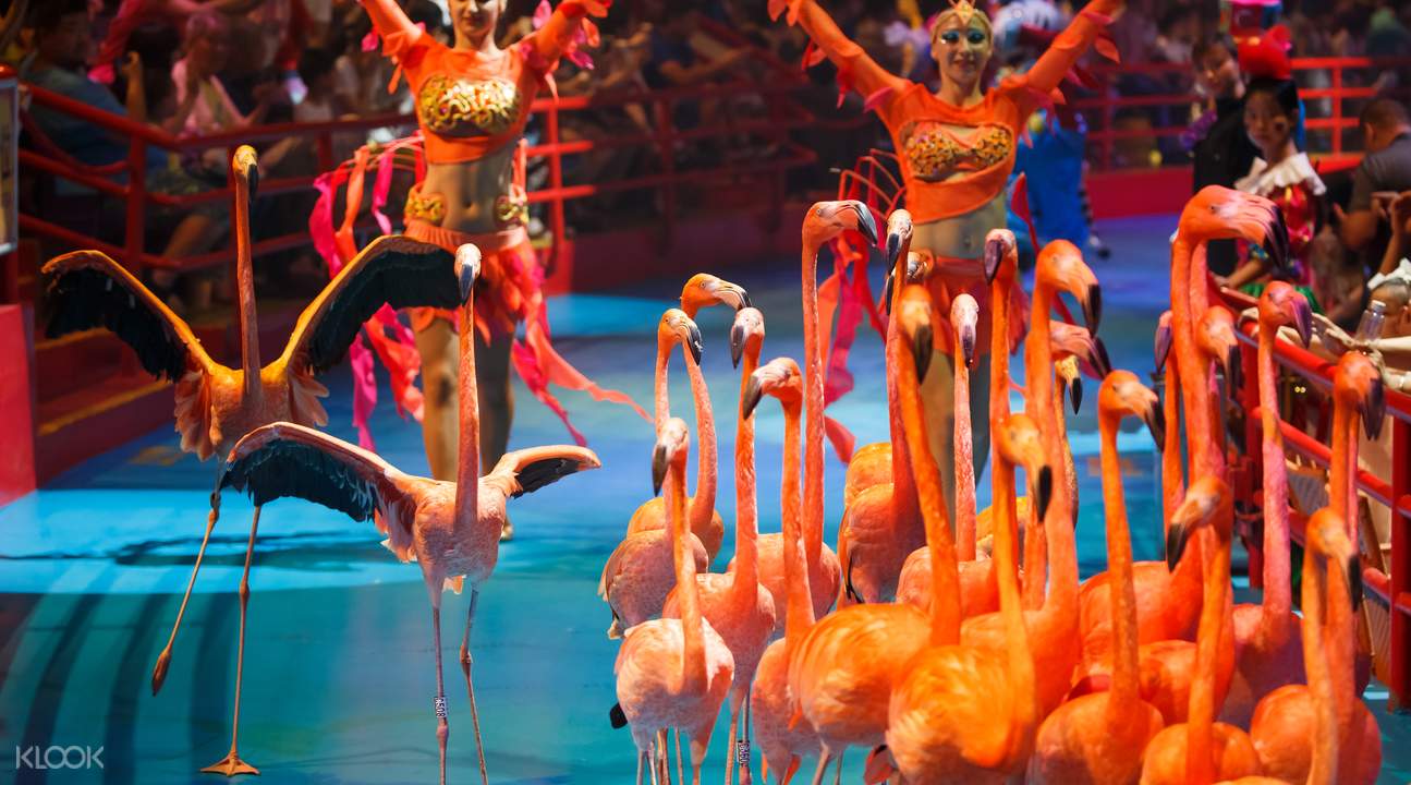Chimelong International Circus Guangzhou