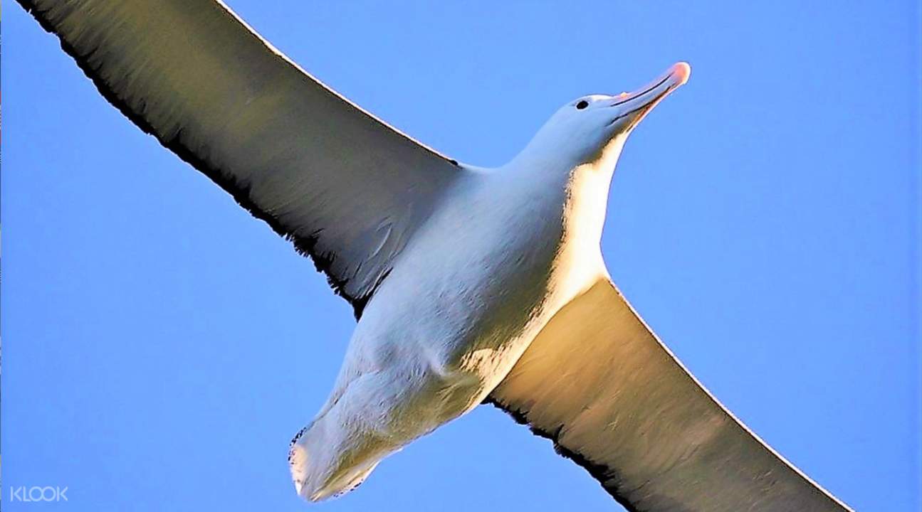 [SALE] Royal Albatross Centre Tour - Ticket KD