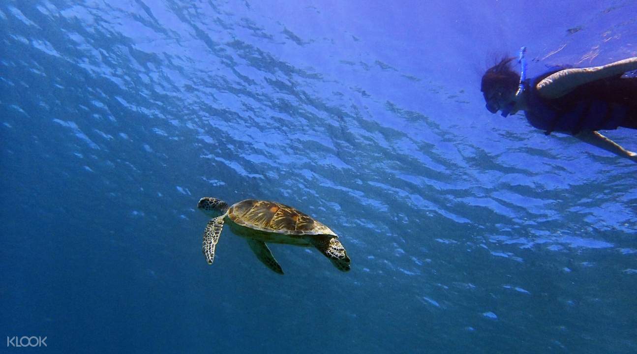 Up to 20% Off | Snorkeling Experience in Guam’s Tropical Reef - Klook ...