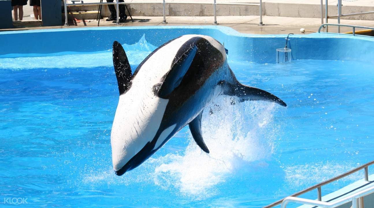 Six Flags Discovery Kingdom Admission Ticket