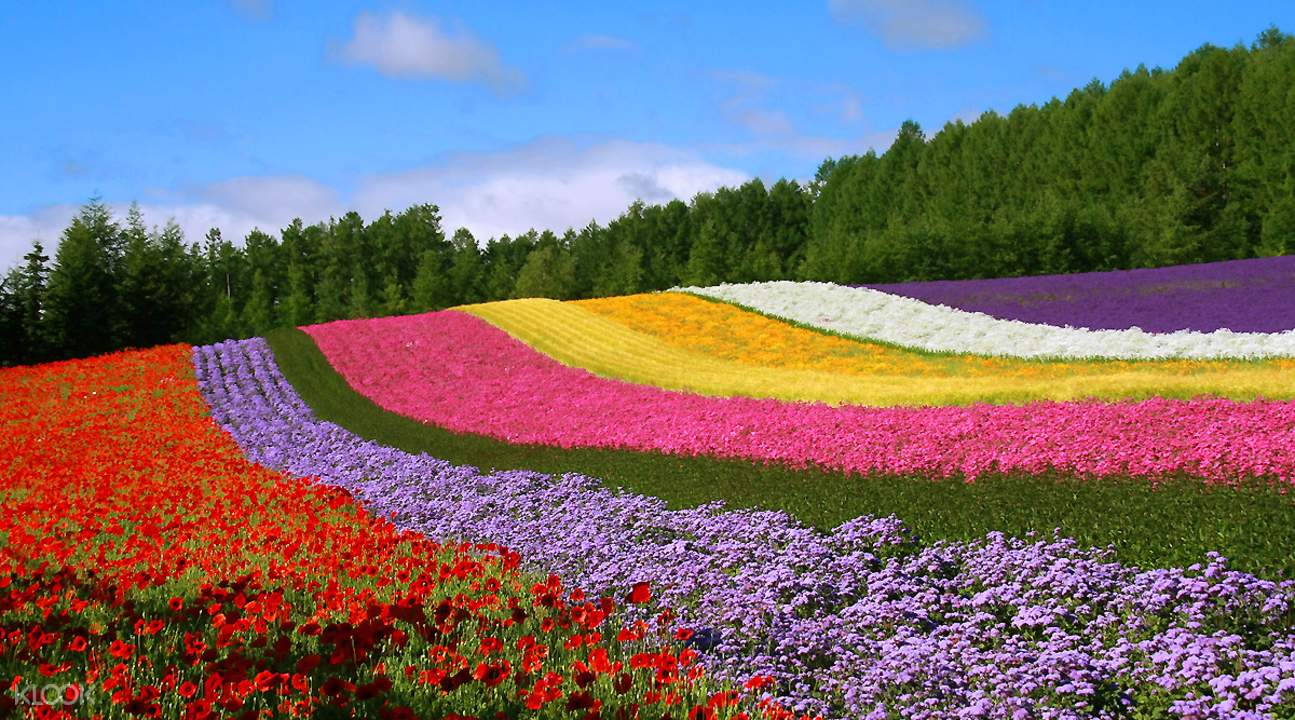 Sapporo Lavender Farm and Biei's Blue Pond Day Tour, Japan