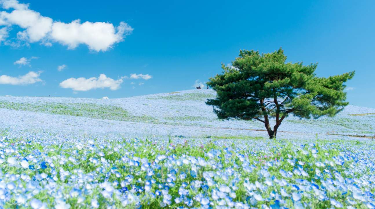 [SALE] Day Trip from Tokyo: Hitachi Seaside Park & Ashikaga Flower Park ...