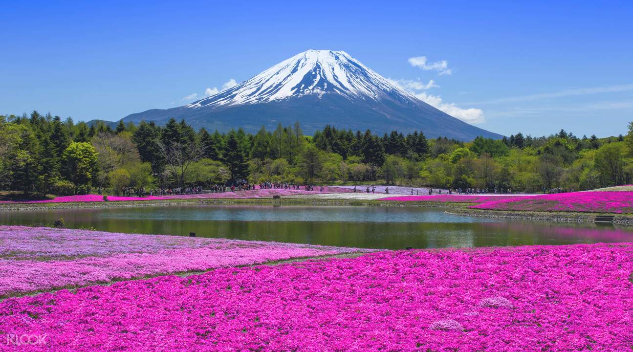 [SALE] Mt. Fuji Shibazakura Festival & Strawberry Experience - Ticket KD