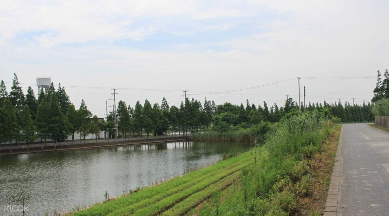 Chongming Island Whole Day Cycling Tour from Shanghai, China