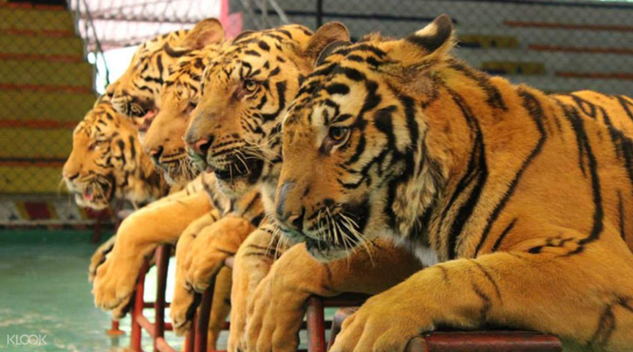 Sriracha Tiger Zoo Entry Ticket in Pattaya, Thailand