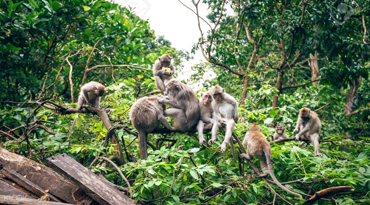 Up to 20% Off | Ubud Jungle Swing, Tirta Empul Water Temple, and Monkey ...