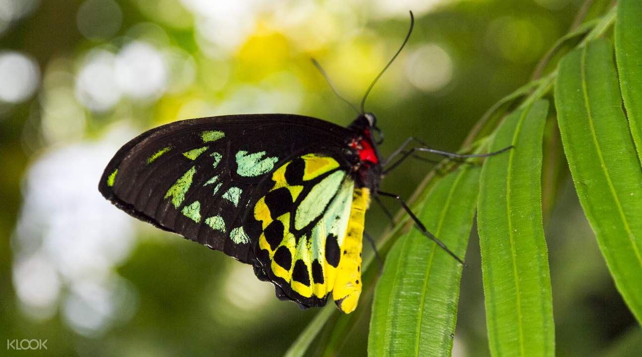Australian Butterfly Sanctuary Ticket Cairns, Australia
