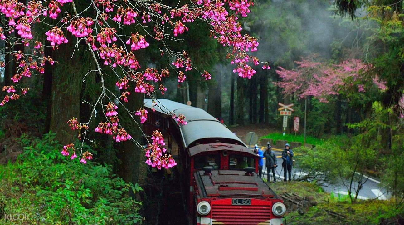 【阿里山櫻花季】阿里山小火車生態文化一日遊&兩日遊 Klook客路
