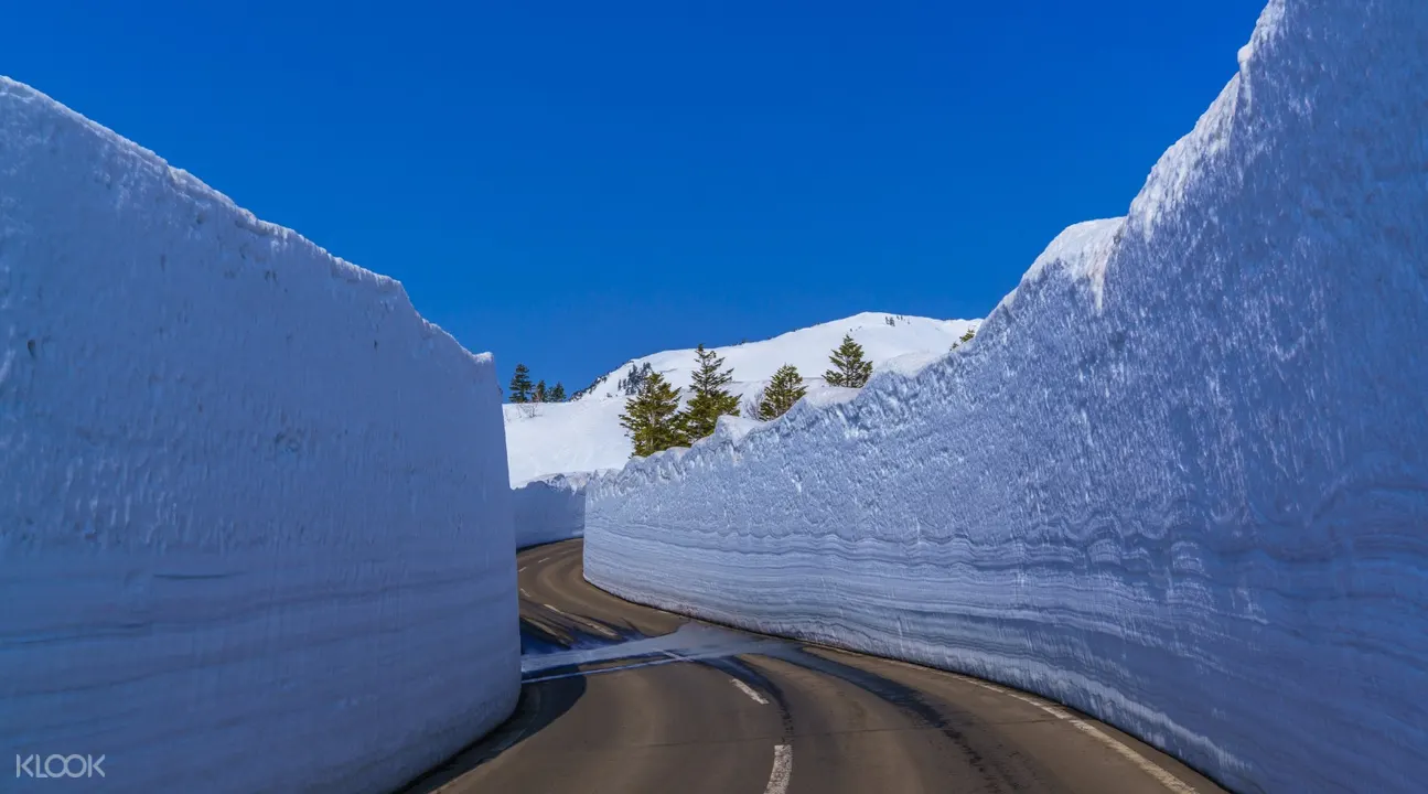 Hakkoda Snow Corridor & Hirosaki Park Sakura Viewing Day Tour - Klook