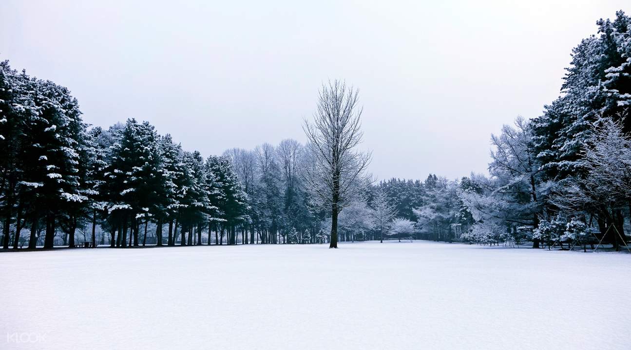 [Klook Exclusive] Nami Island Skyline Zipwire from Seoul, South Korea ...