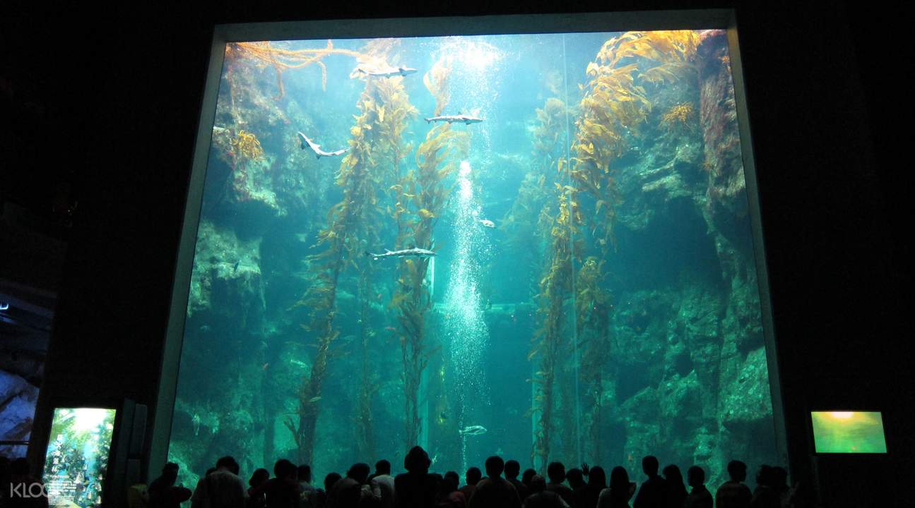 【國立海洋生物博物館】感受不同於白天的趣味!屏東海生館夜宿體驗 Klook客路