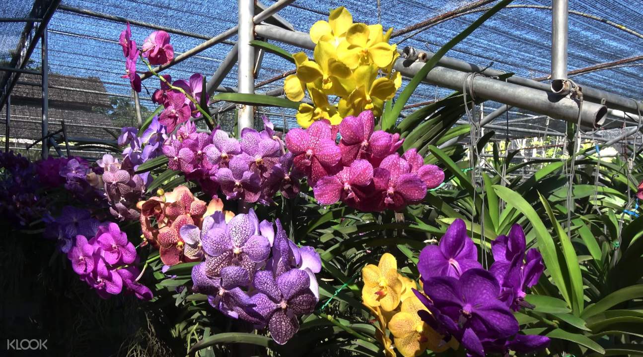 Chiang Mai Adventure and Orchid Farm Day Tour, Thailand - Klook Singapore