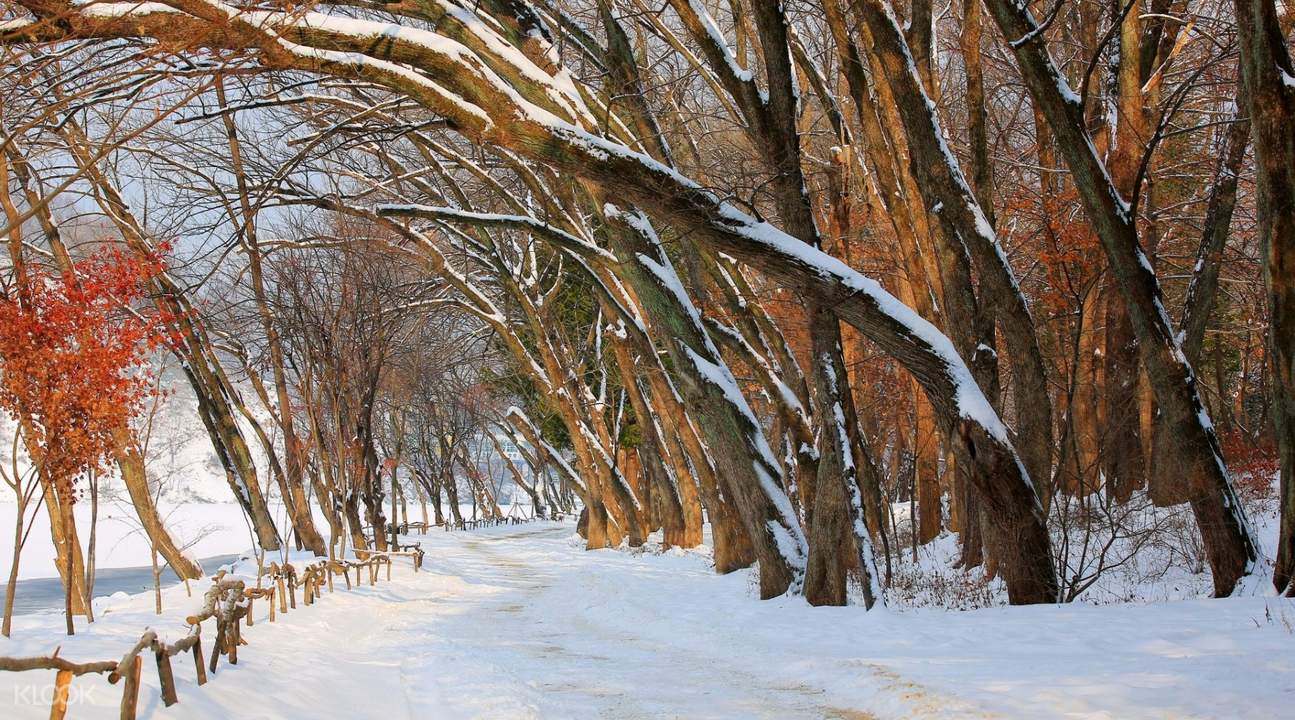 [Klook Exclusive] Nami Island Skyline Zipwire from Seoul, South Korea ...