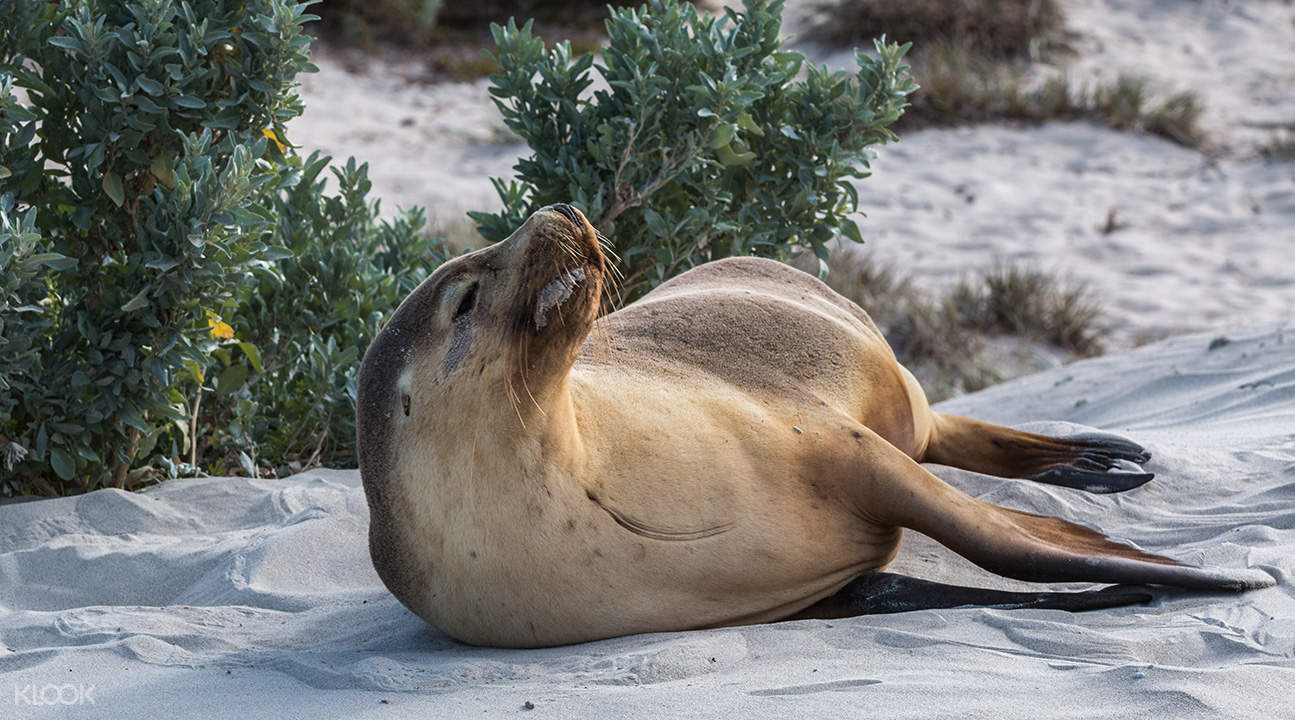 [SALE] Explore Kangaroo Island: One-Day Wildlife Adventure - Ticket KD