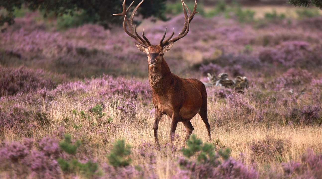 Tur Sehari Museum Kröller-Müller dan Taman Nasional Hoge Veluwe ...