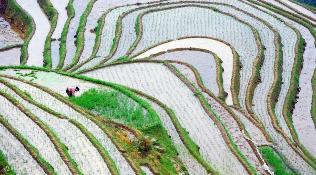 Longji Rice Terrace Fields & Minority Villages Private Day Tour - Klook ...