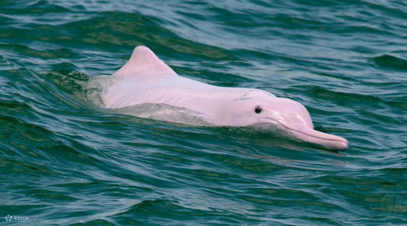 Visite d'observation des dauphins roses - Klook États-Unis