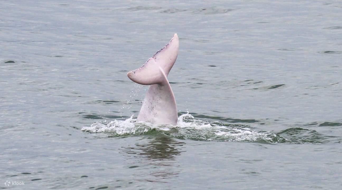 Pink Dolphin Sighting Tour - Klook