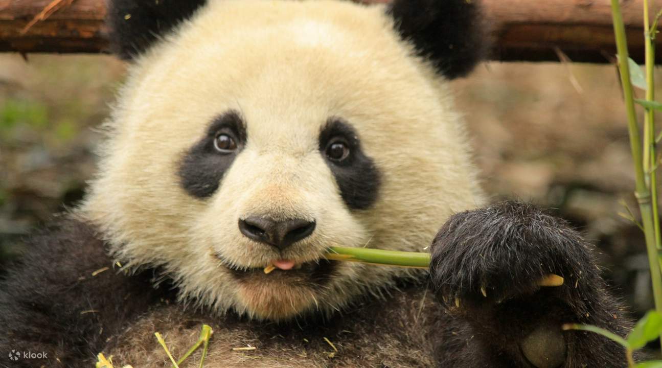 Tour de la Base Panda y el Buda Gigante de Leshan con recogida en ...