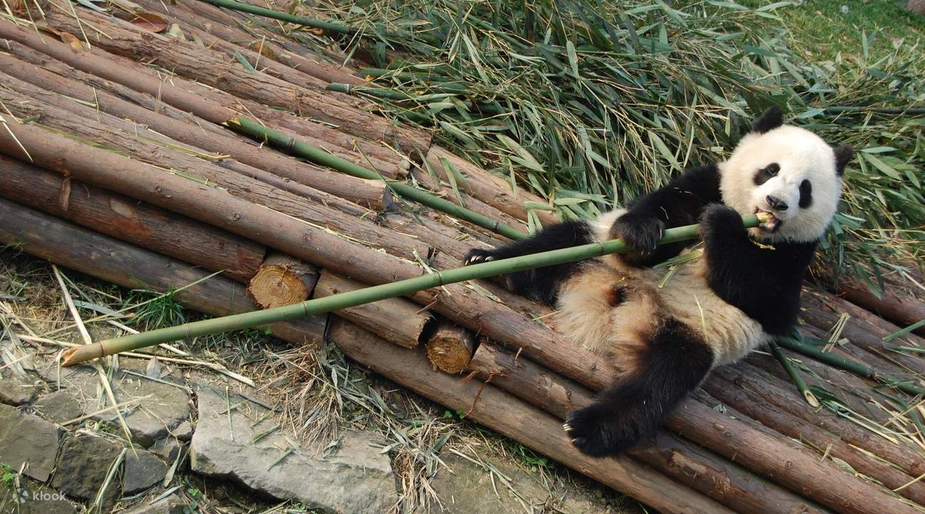 Chengdu Giant Panda Base & Chengdu Local Living Experience - Klook ...