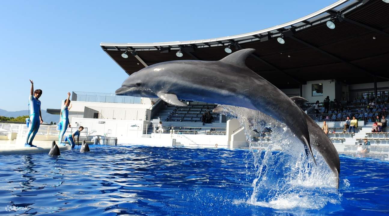 Kyoto Aquarium Admission Ticket in Japan - Klook