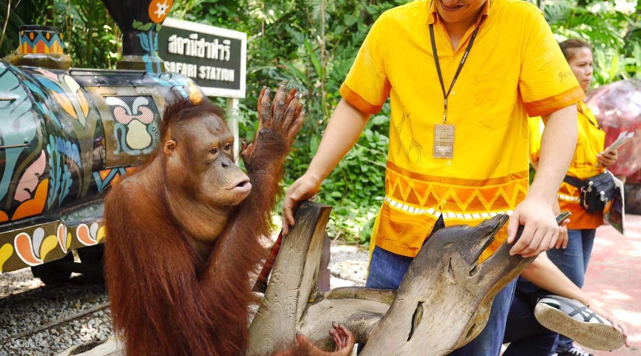 Safari World and Chocolate Ville Day Trip, Thailand - Klook India