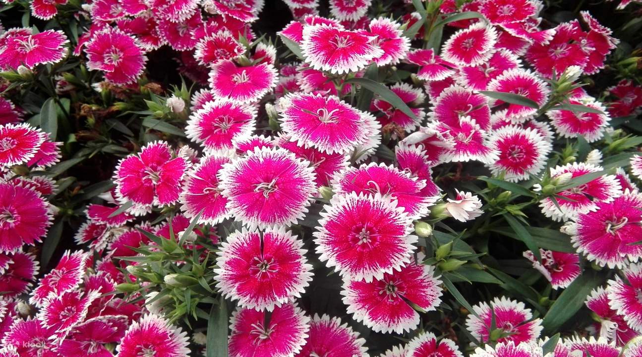 Huadu Vanilla World Ticket in Guangzhou - Klook Philippines