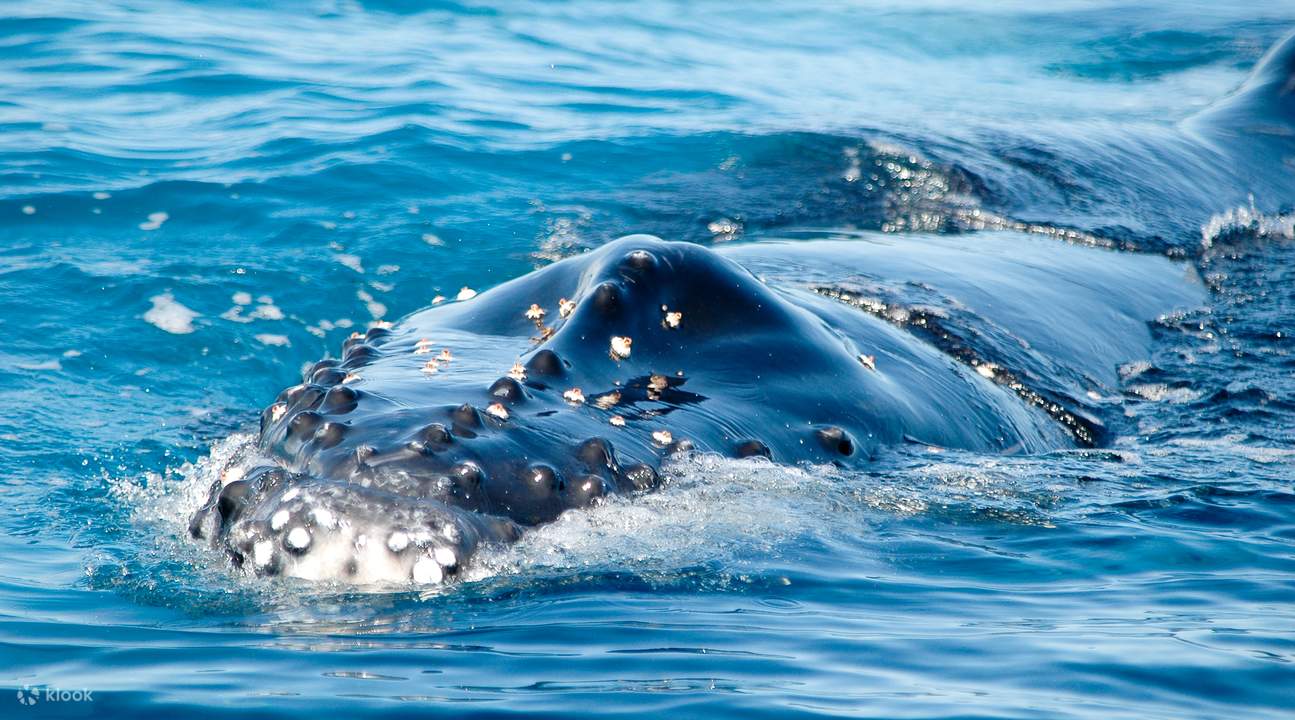 Half Day Morning Whale Watching Cruise in Fraser Island - Klook Estados ...
