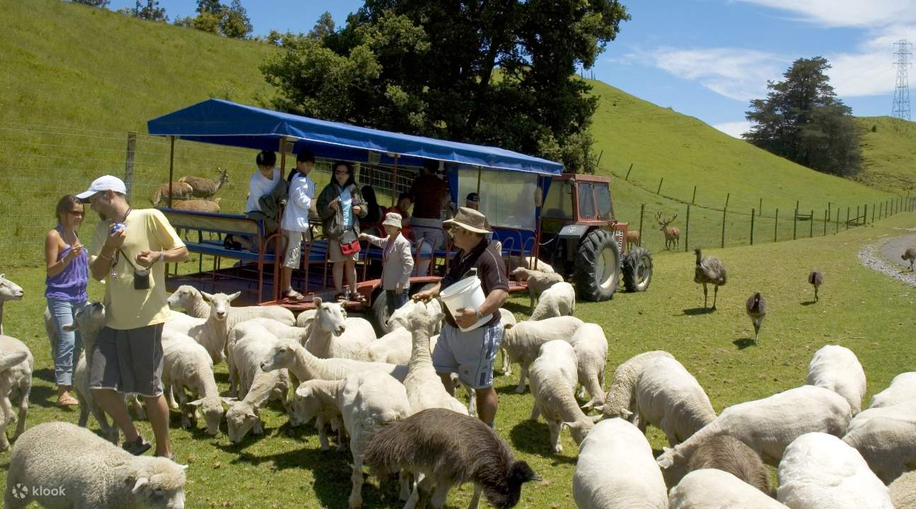 Agrodome Farm Admission Ticket in Rotorua, New Zealand - Klook