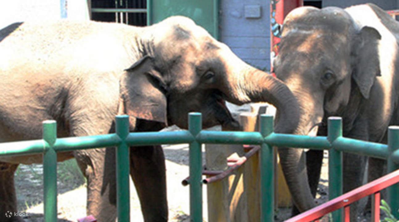 Hongshan Forest Zoo Ticket in Nanjing - Klook United States