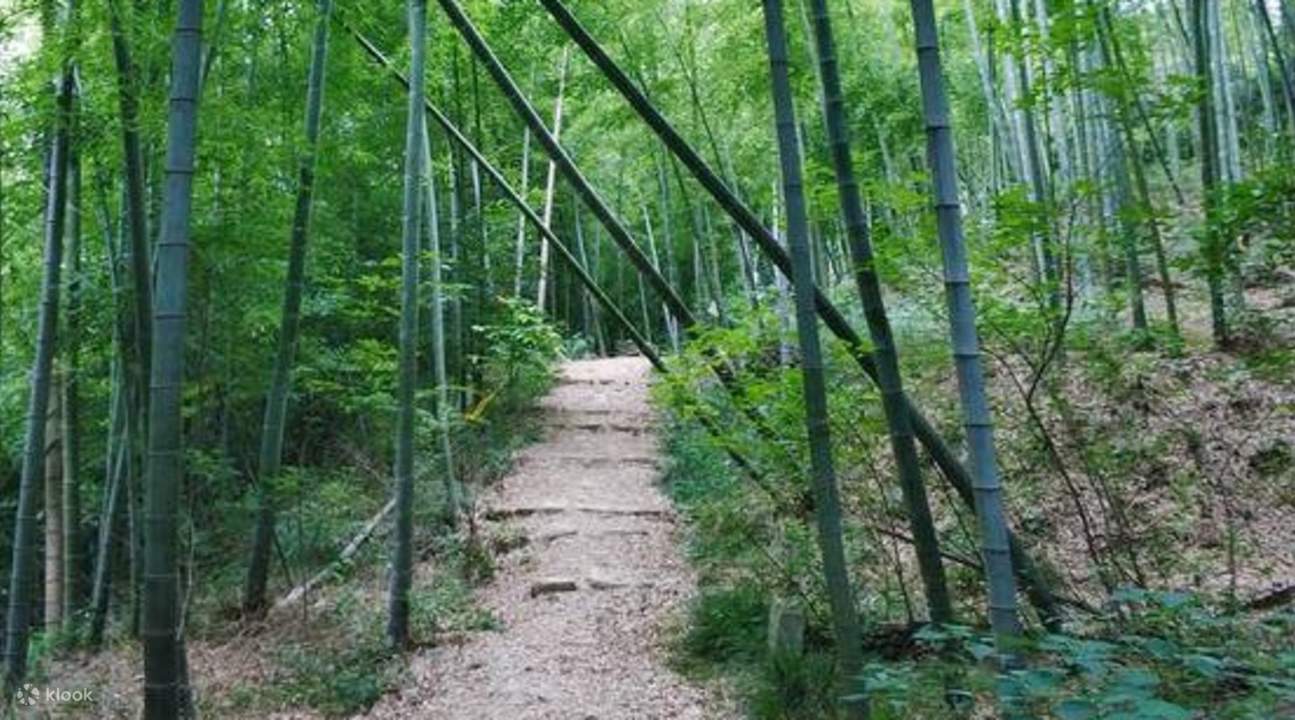 Mount Mogan Private Hiking Day Tour with Transfers from Hangzhou - Klook