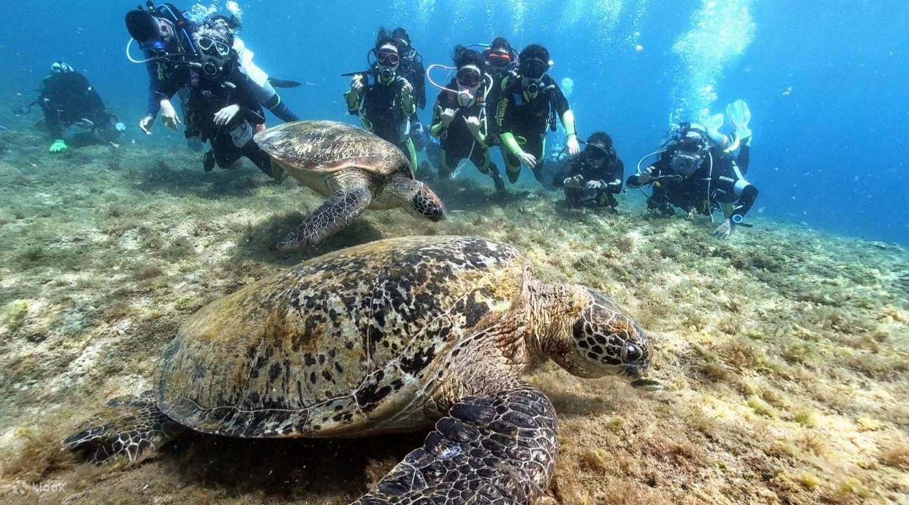 Pingtung｜Xiao Liuqiu Bear Diving｜Shore Dive Tour Diving FUN DIVE ...